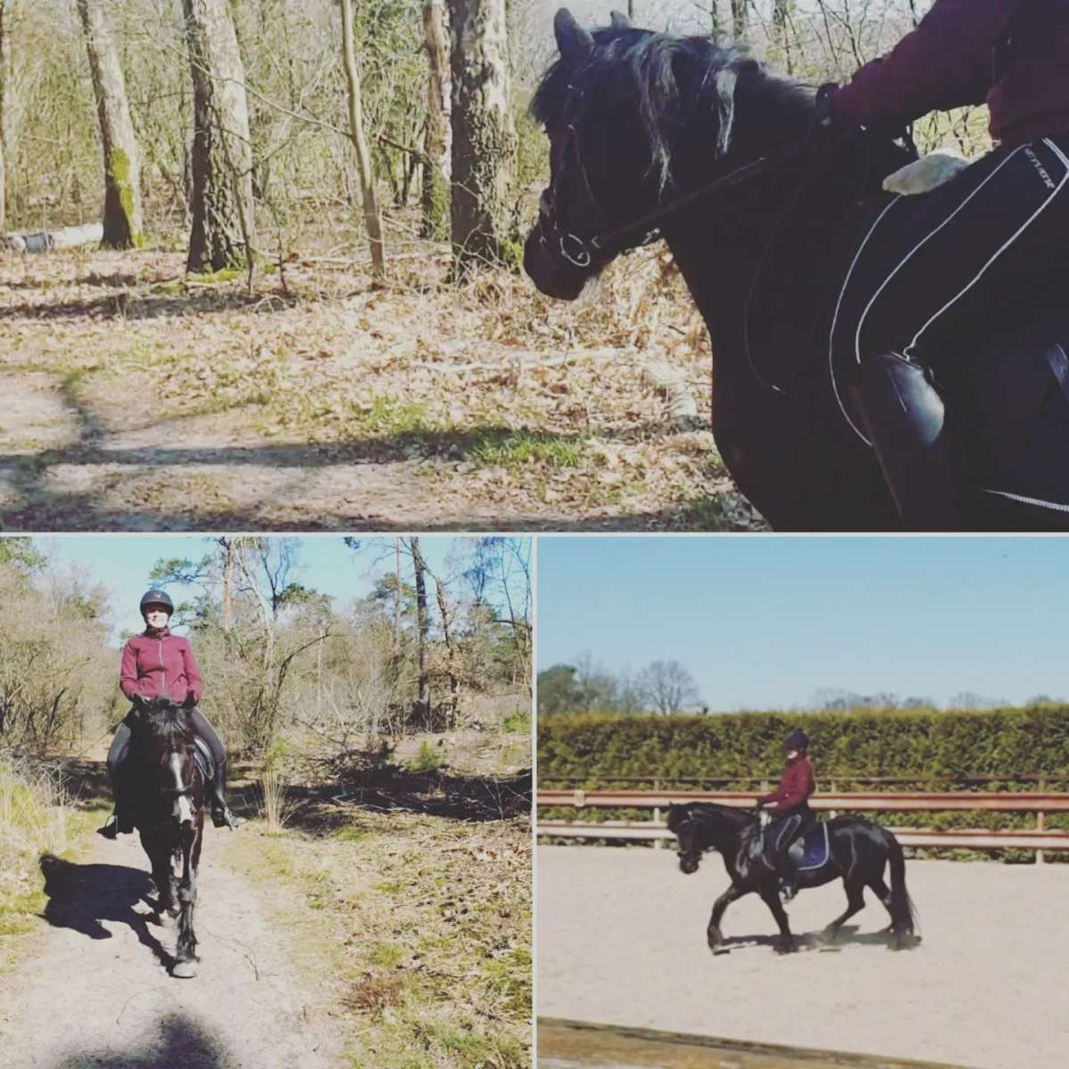 Horsify - Leuke allrounder