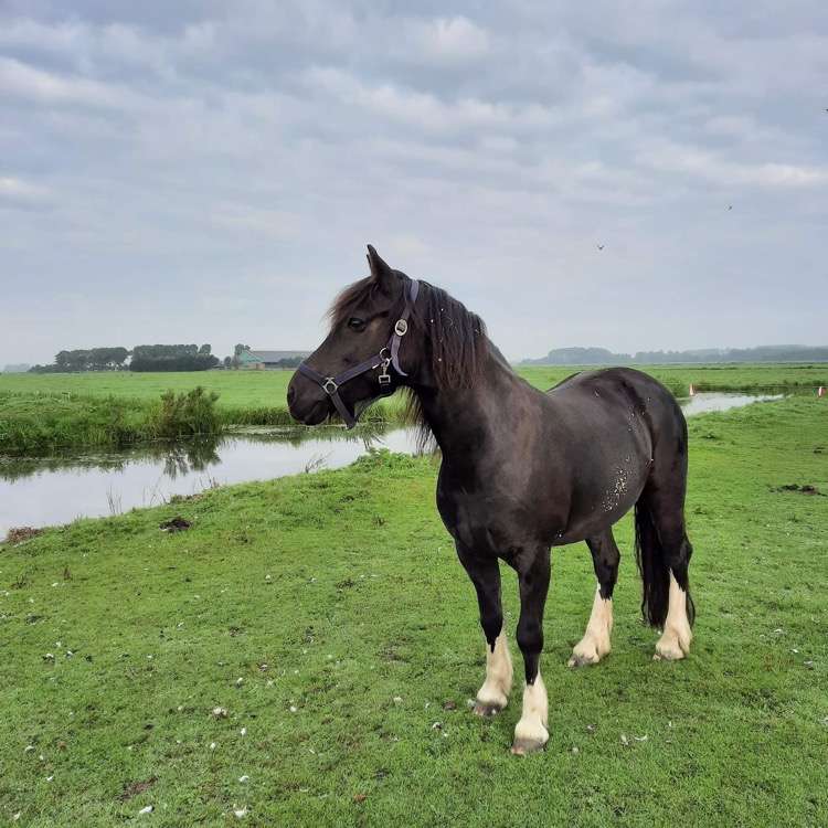 Horsify - Leuke en pittige Welsh Cob