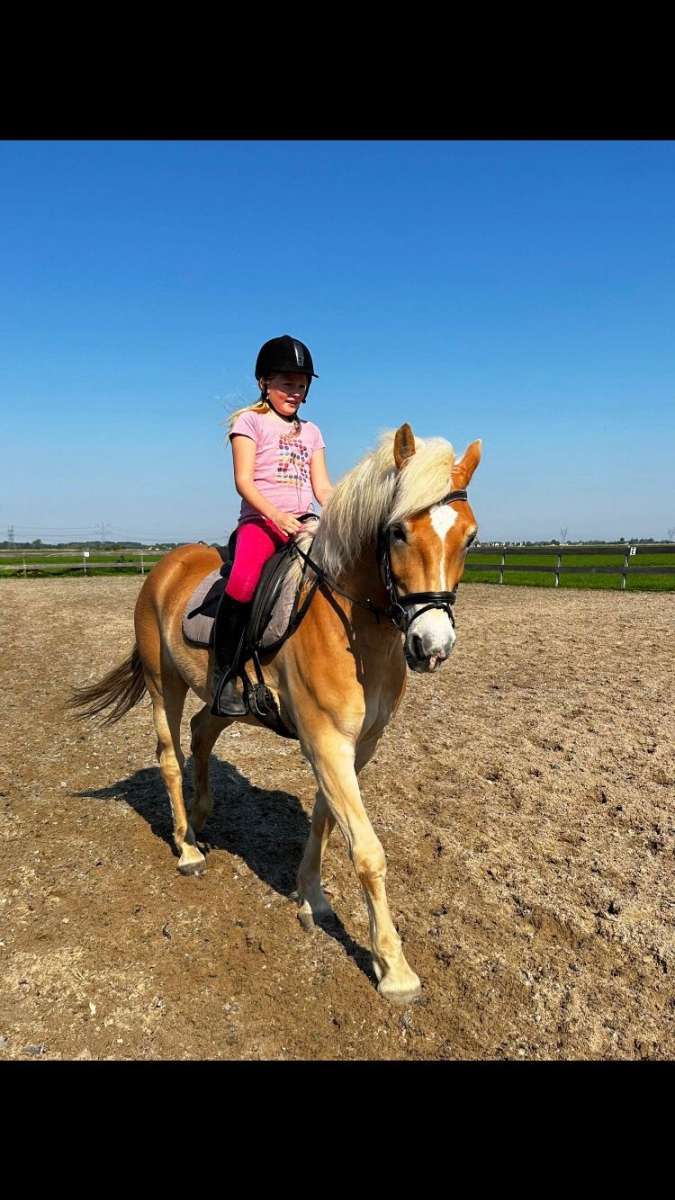 Horsify - Leuke lespaarden en pony's voor dressuur, springen, buitenritten en natural horsemanship