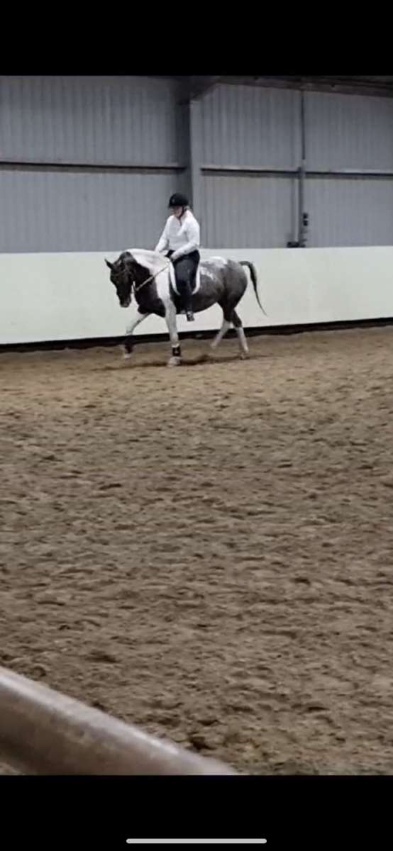 Horsify - Allround pony