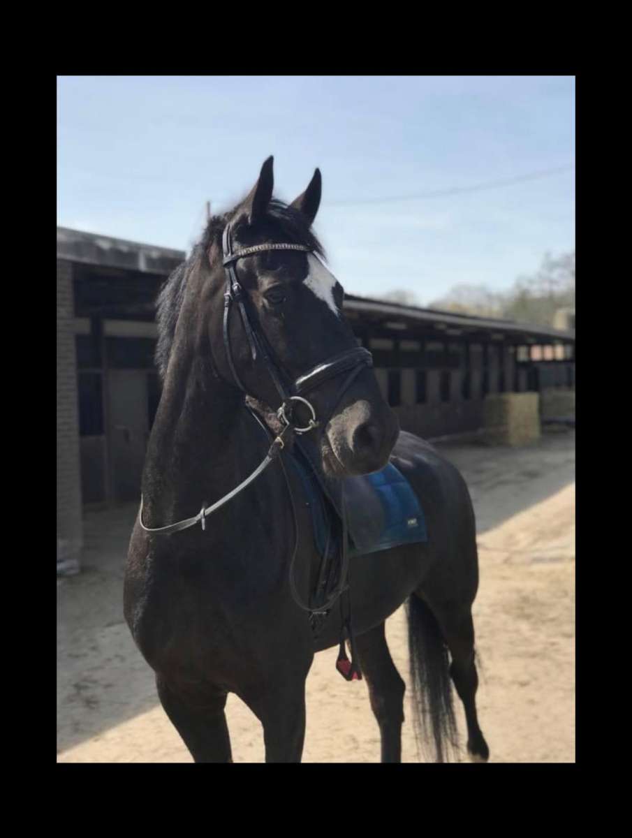 Horsify - Grote L geklasseerde allround Tuiger ruin met fijn karakter
