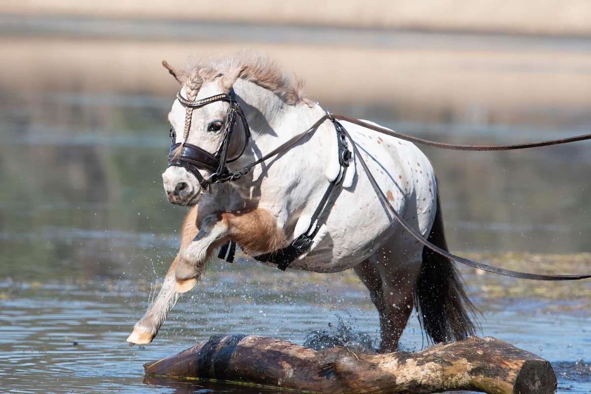 Horsify - Leuke Shetlander x Falabella voor mennen en grondwerk