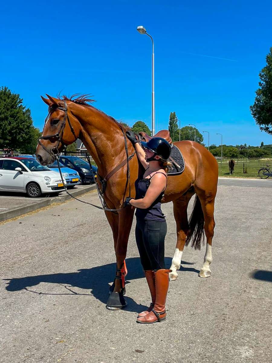 Horsify - Allrounder