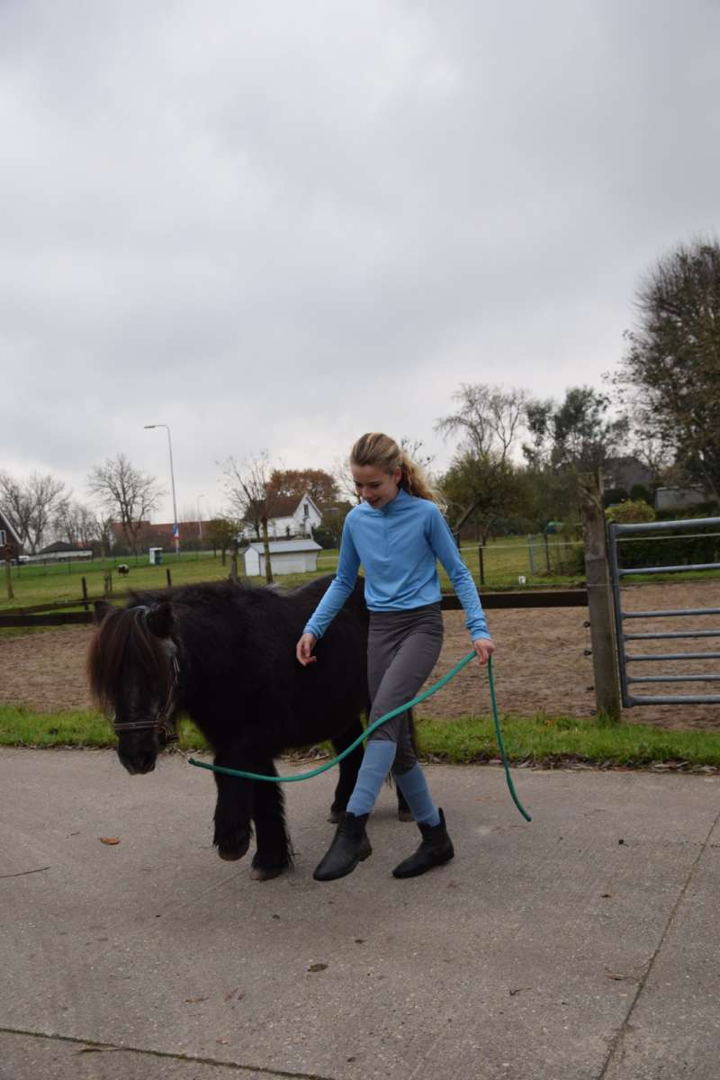 Horsify - 16 jarige meid die leuke lieve verzorgpony zoekt