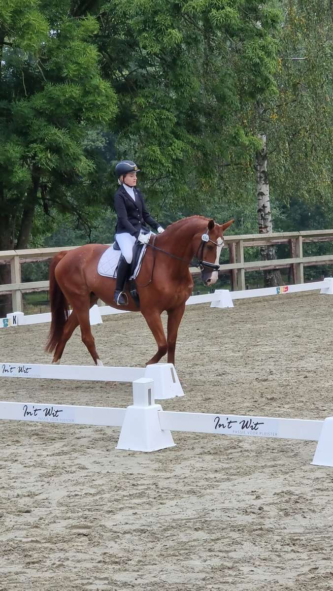 Horsify - Mooi allround paard zoekt halve stal