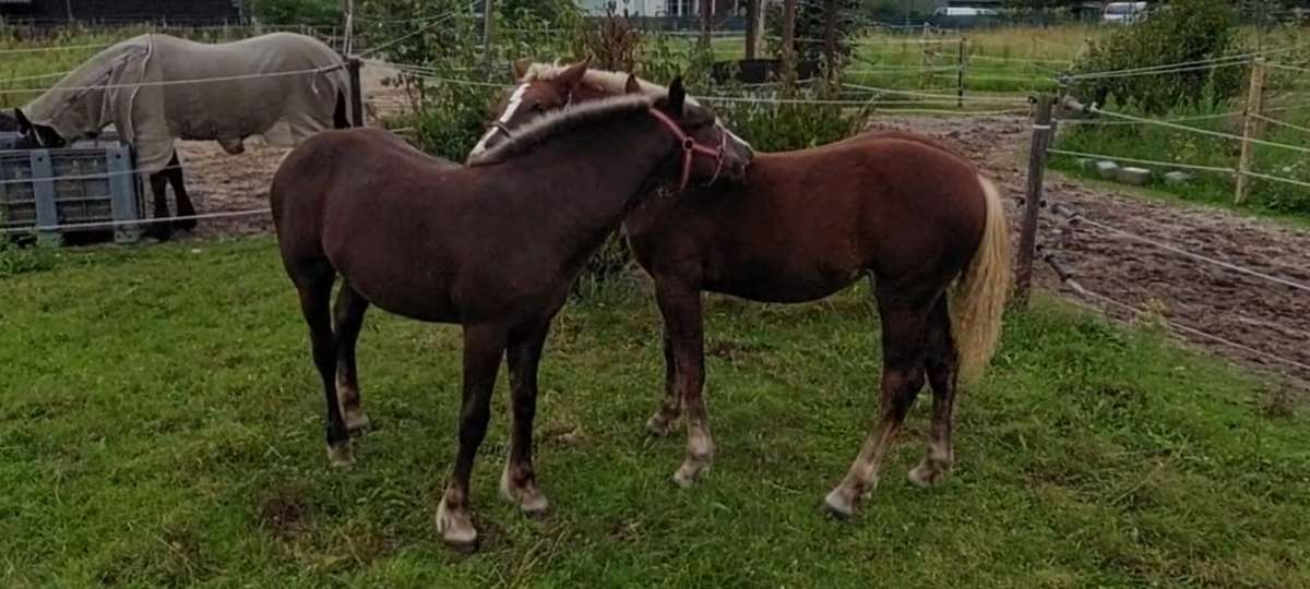 Horsify - 2 Schwarzwalder Fuchs jaarlingen