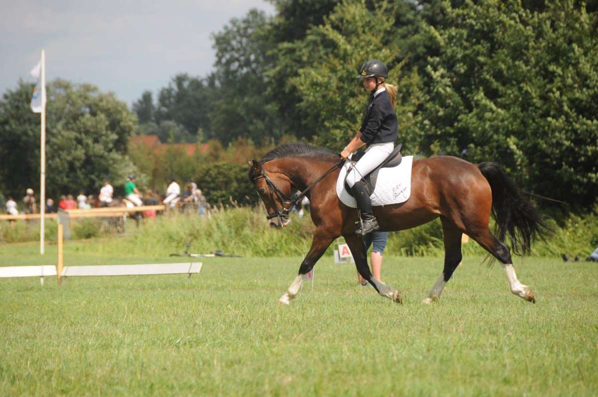 Horsify - Ruiter die terug wil starten met rijden en verzorgen