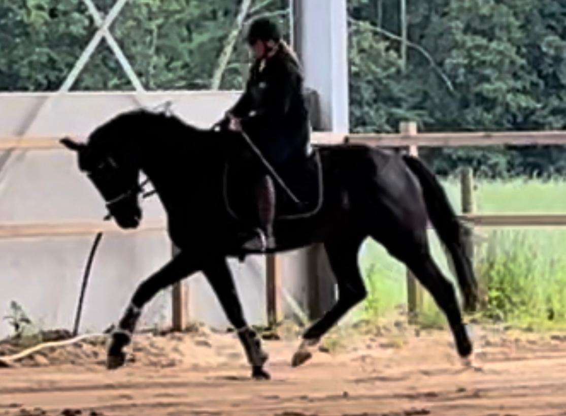 Horsify - Een super leuke leerzame stage