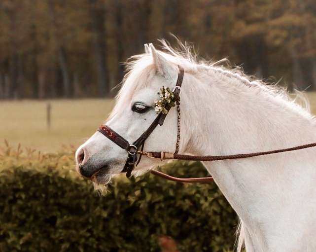 Horsify - Leuke welsh pony