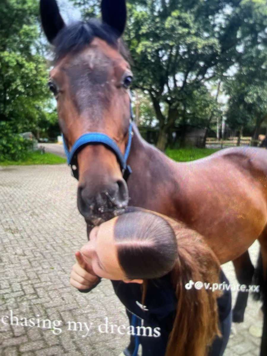 Horsify - Betrouwbare ruiter