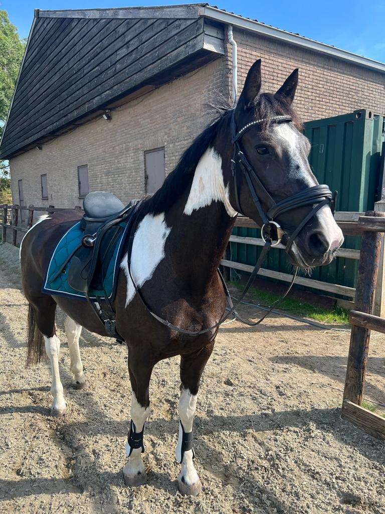 Horsify - Potentiële knappe allrounder beschikbaar voor lease!