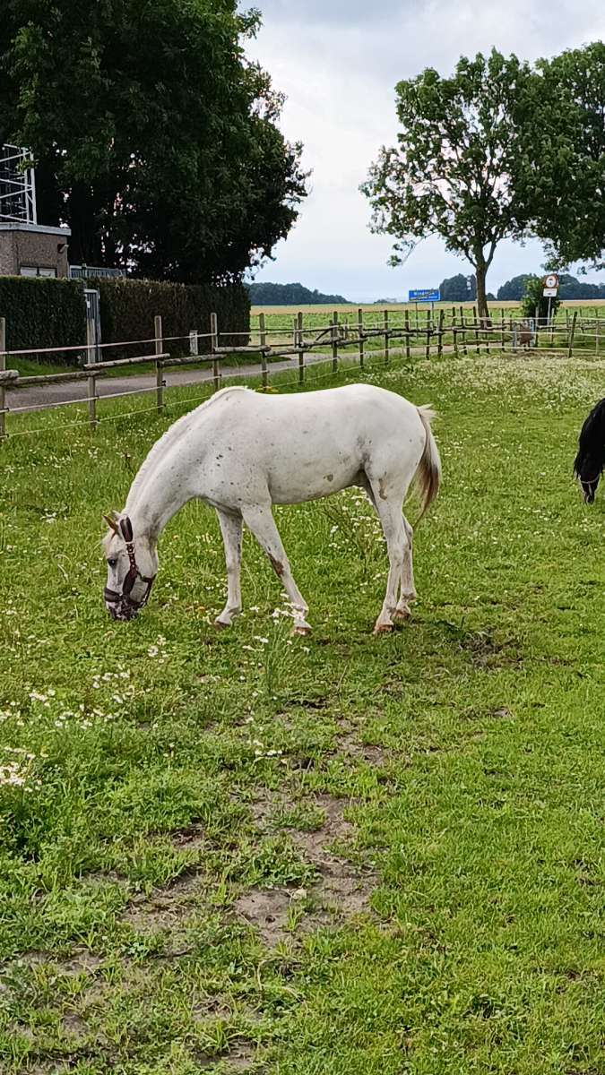 Horsify - Grote C pony