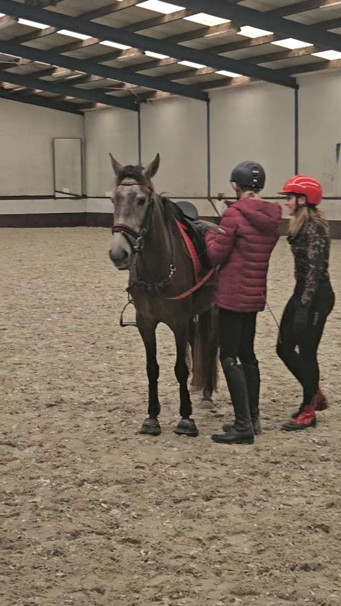 Horsify - Pony zoekt extra aandacht