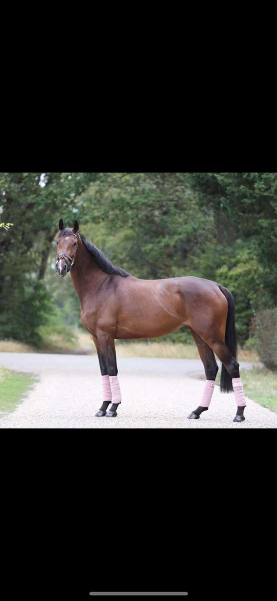 Horsify - Allround merrie