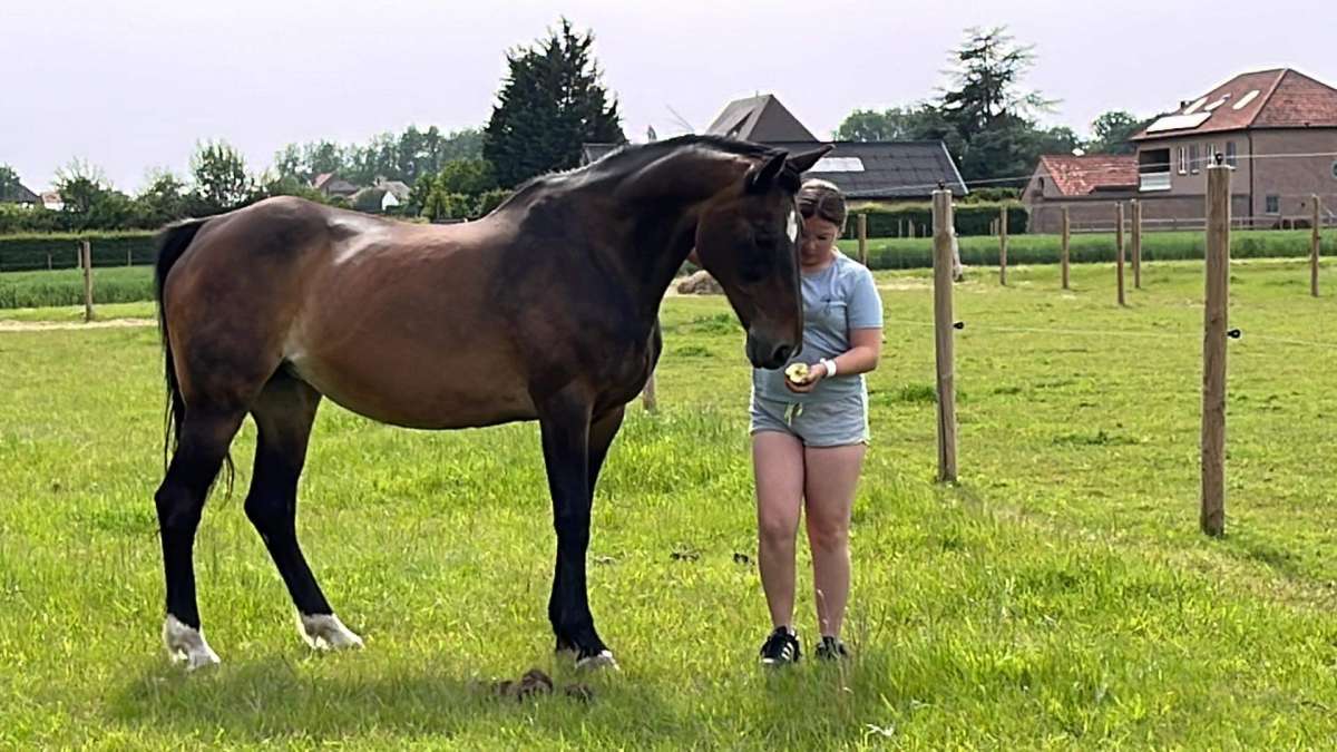 Horsify - Paard op rust