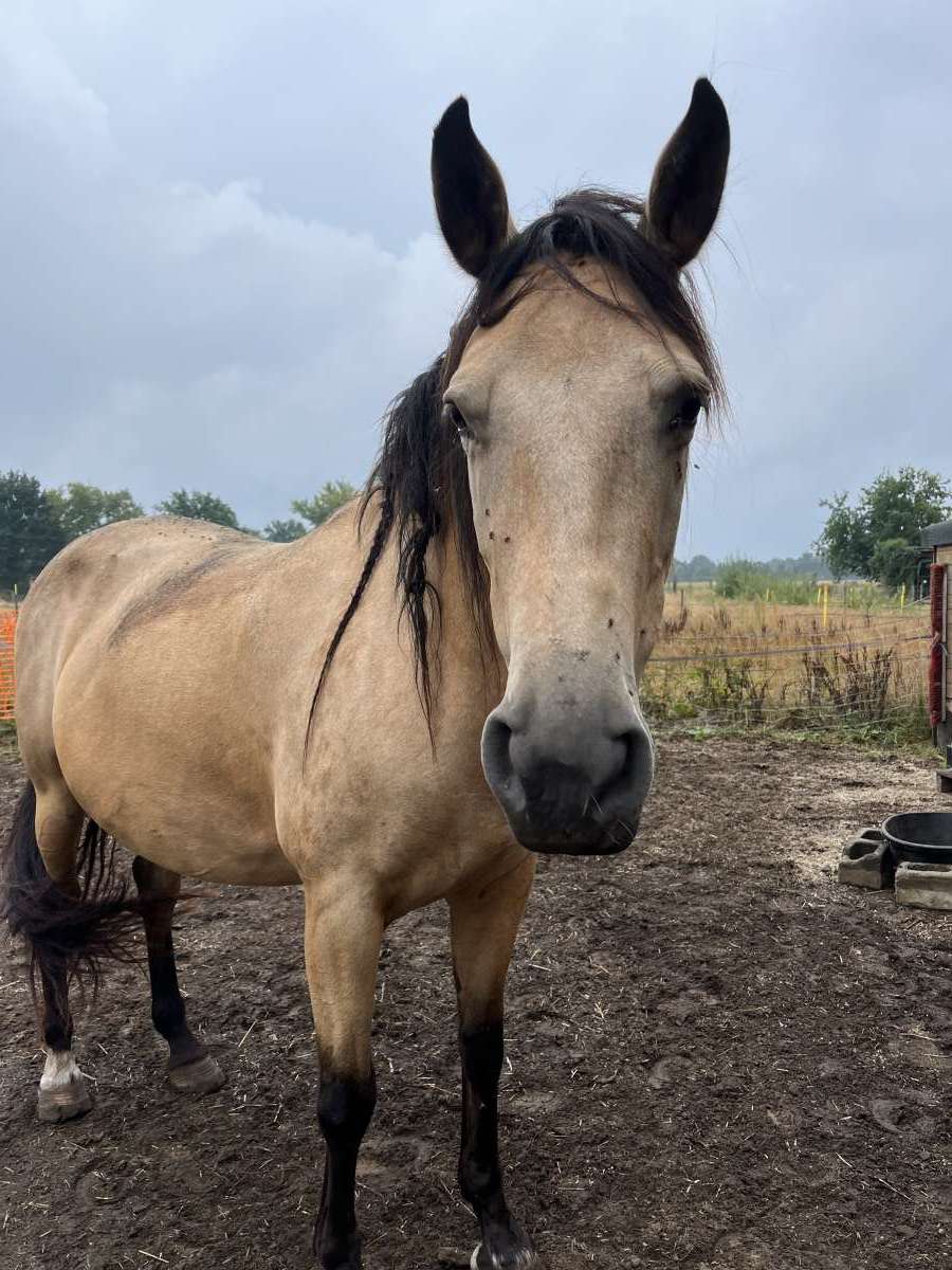 Horsify - Prachtige Buckskin merrie