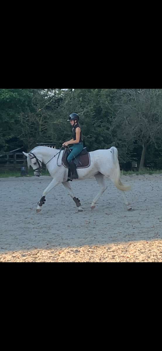 Horsify - Super lieve arabier