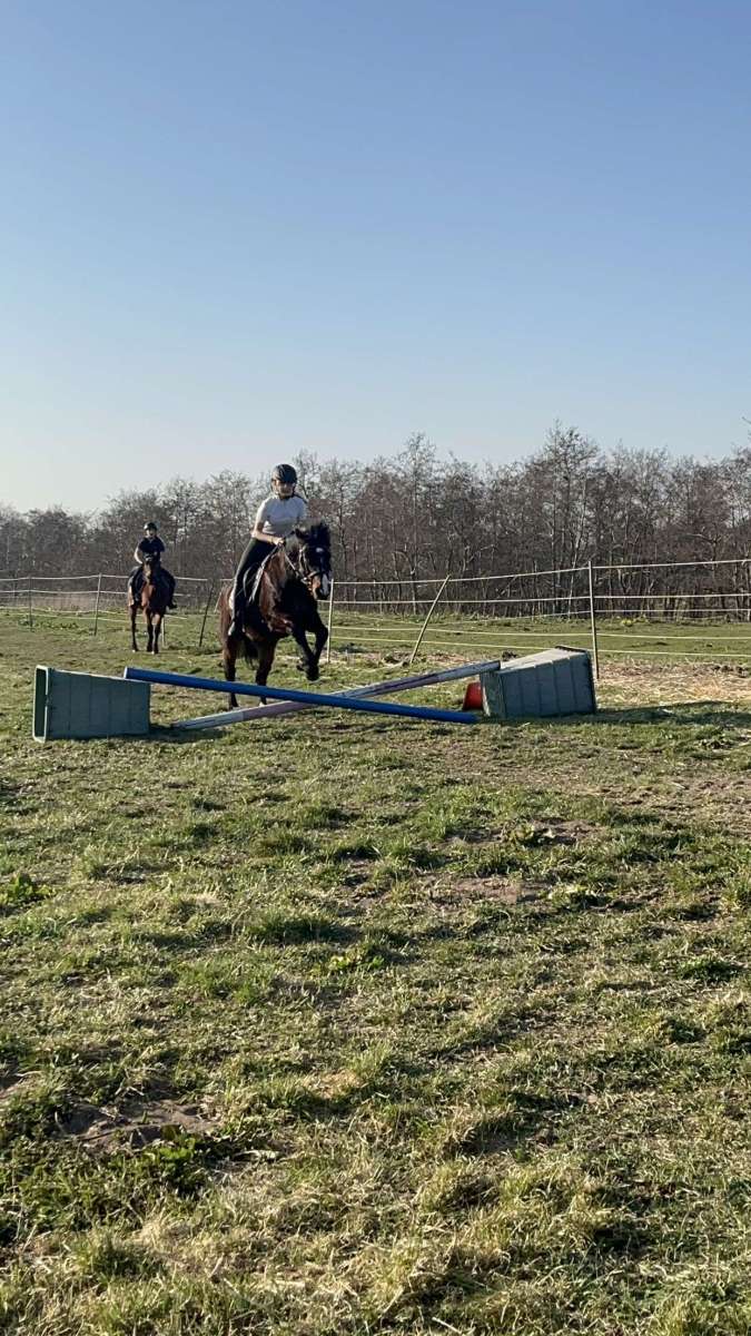 Horsify - Hoi ik ben lisa en ik zork een leuke verzorg pony