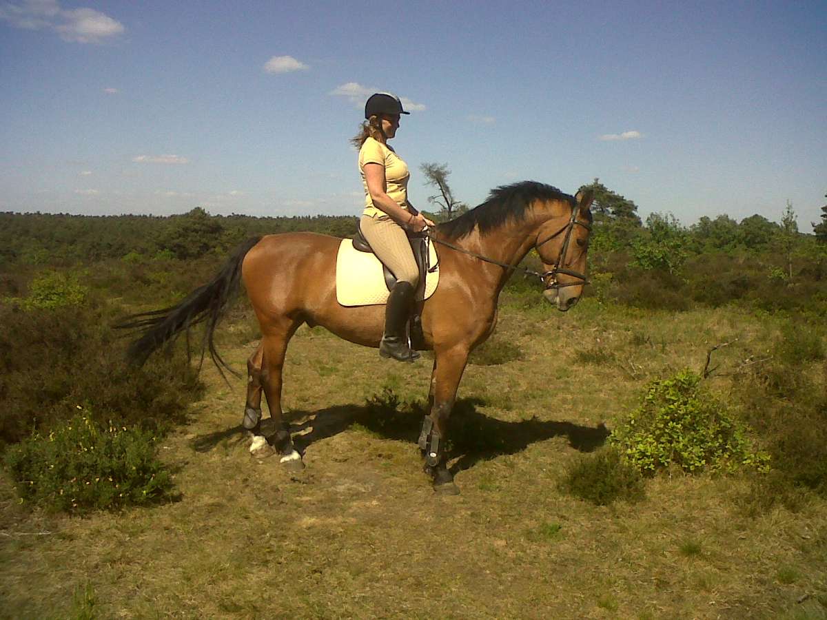 Horsify - Na 40 jaar paardrijden ...