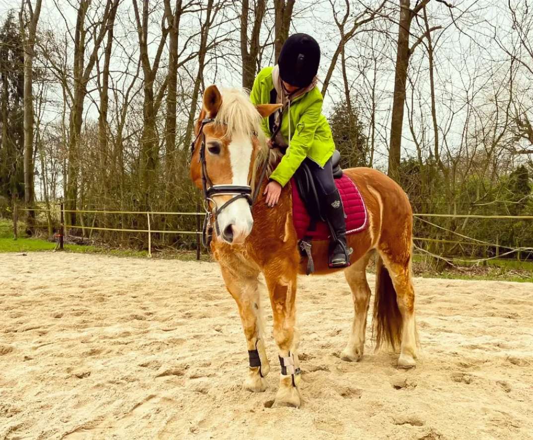 Horsify - Verzorgpaarden