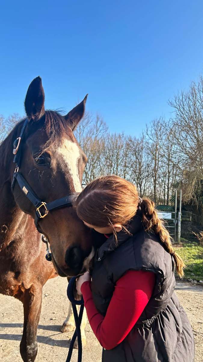 Horsify - Mooie, lieve allround kwpn merrie