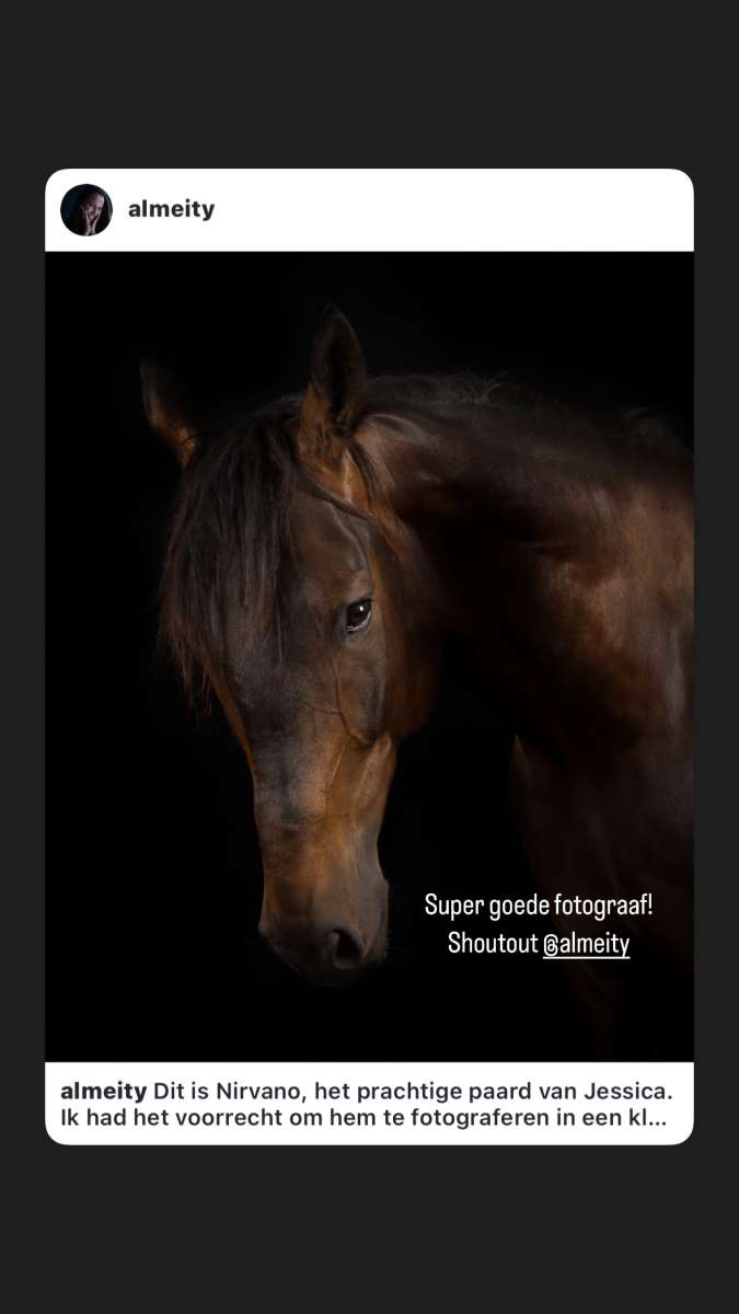 Horsify - Allrounder