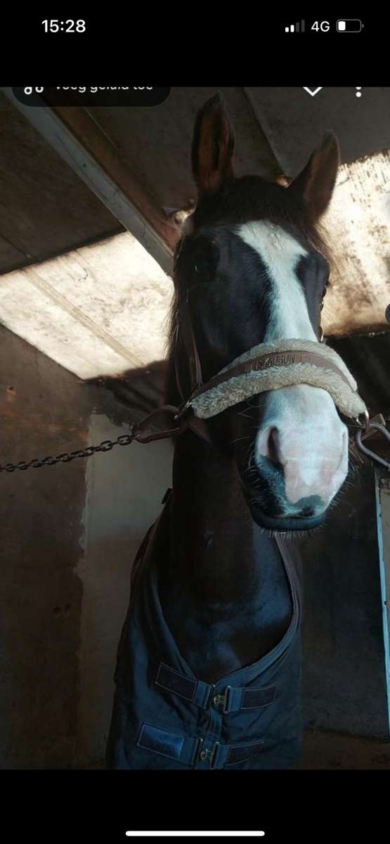 Horsify - Prachtig springpaard te koop