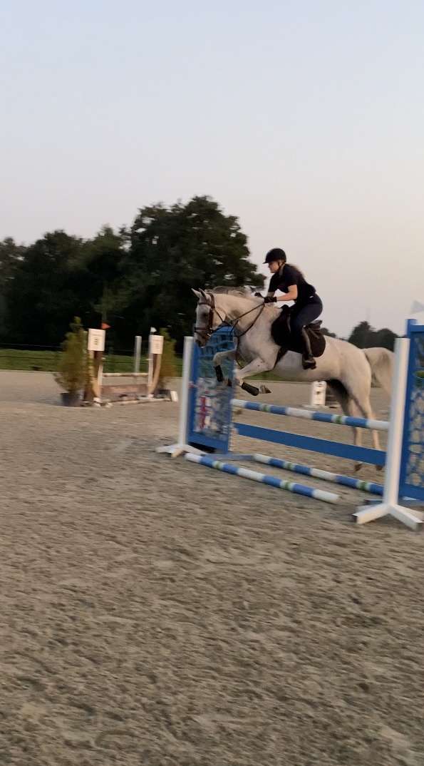 Horsify - Allrounder te koop
