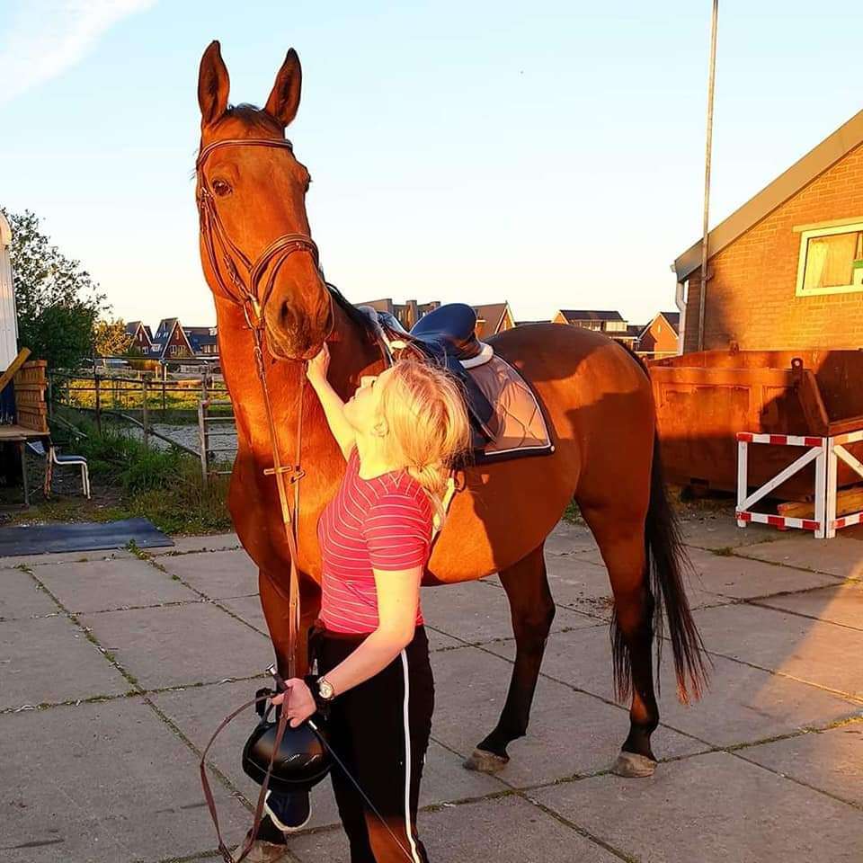 Horsify - Paard zoekt extra maatje