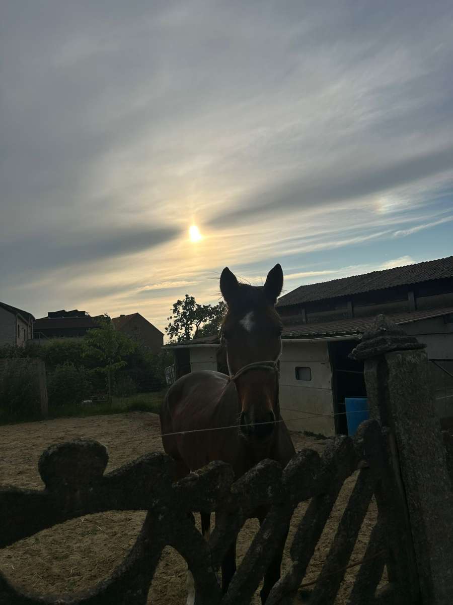 Horsify - Beloftevolle Zangersheide merrie te koop