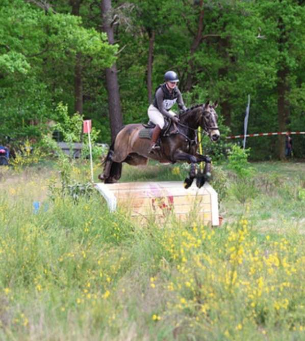 Horsify - Allround eventing paard