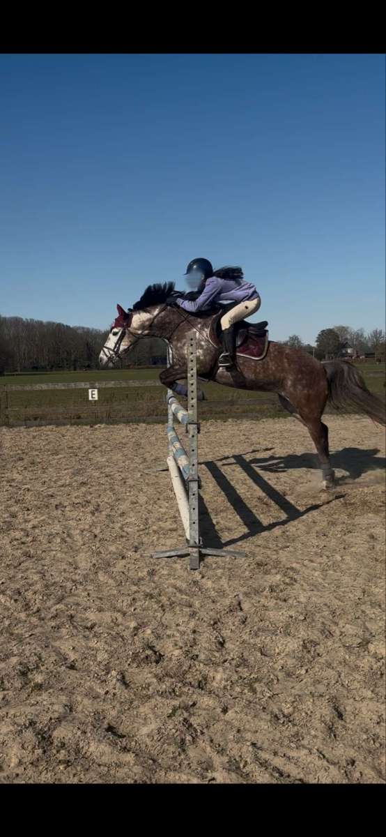 Horsify - Allround pony