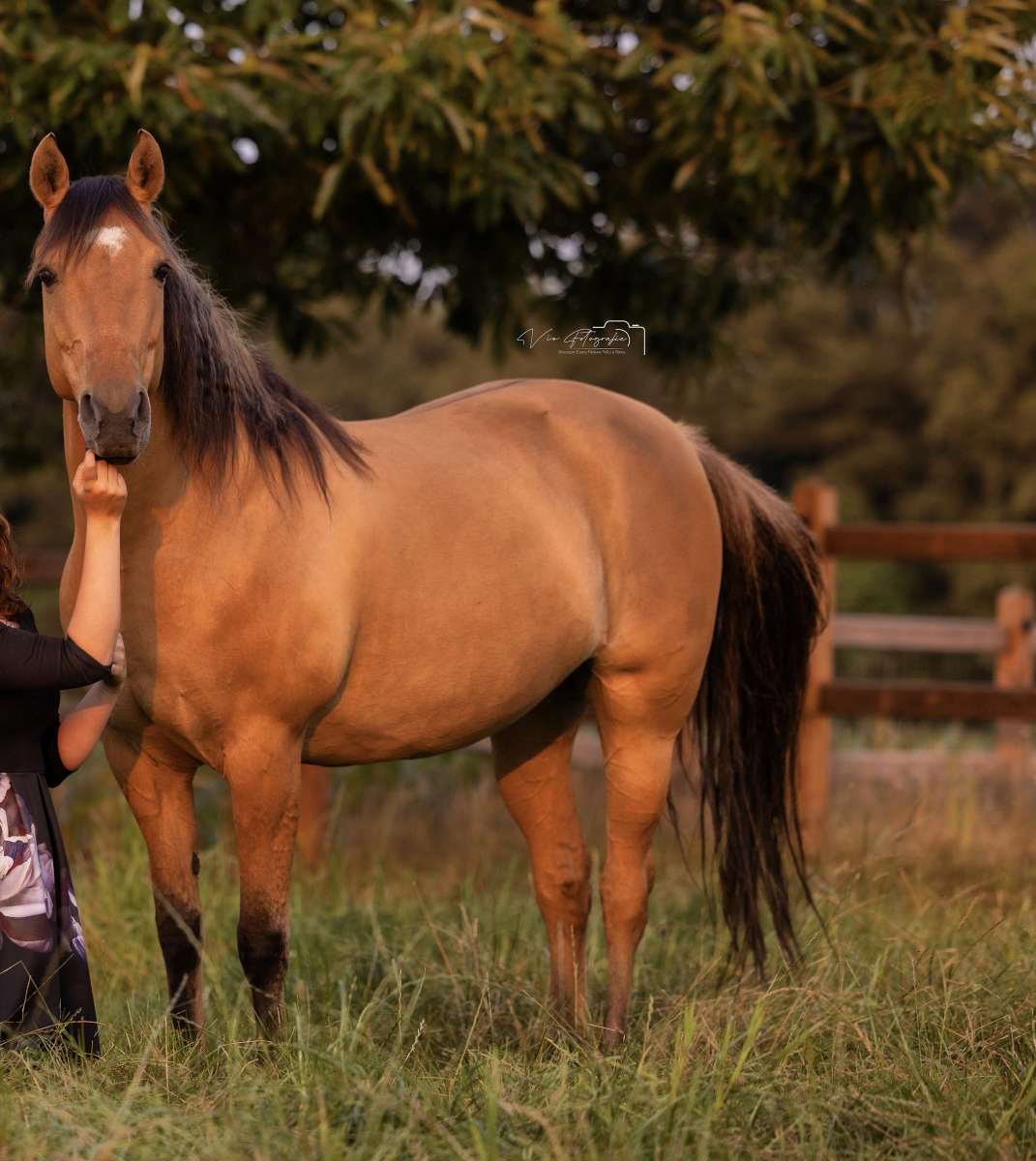 Horsify - Eigen paard gevoel