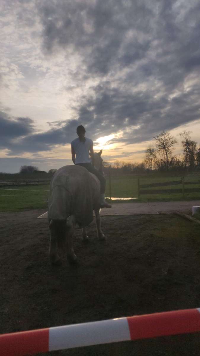 Horsify - Betrouwbare All-rounder