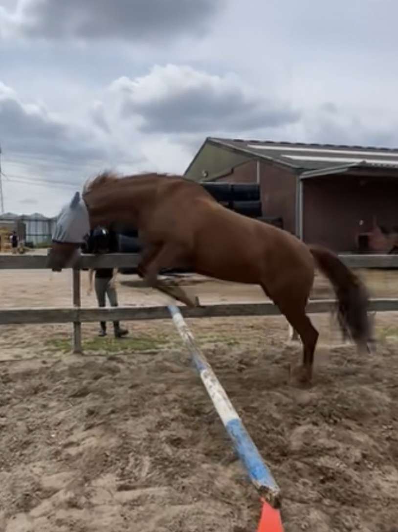 Horsify - 10 jarige allrounder