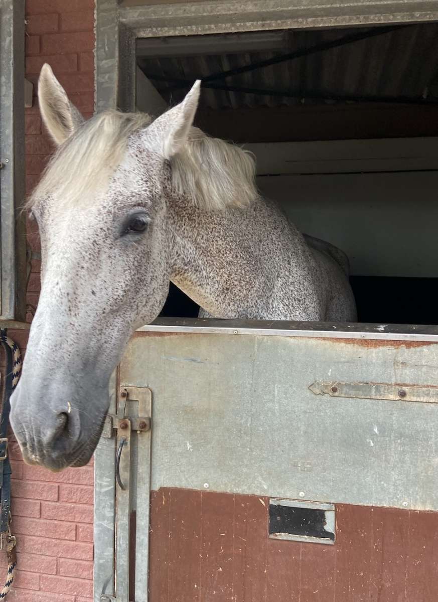 Horsify - PRE-ruin (1.75m) zoekt ervaren bijrijder (liefst 16+)
