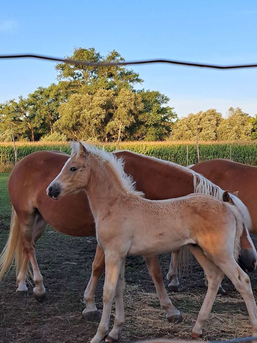 Horsify - Haflinger veulen