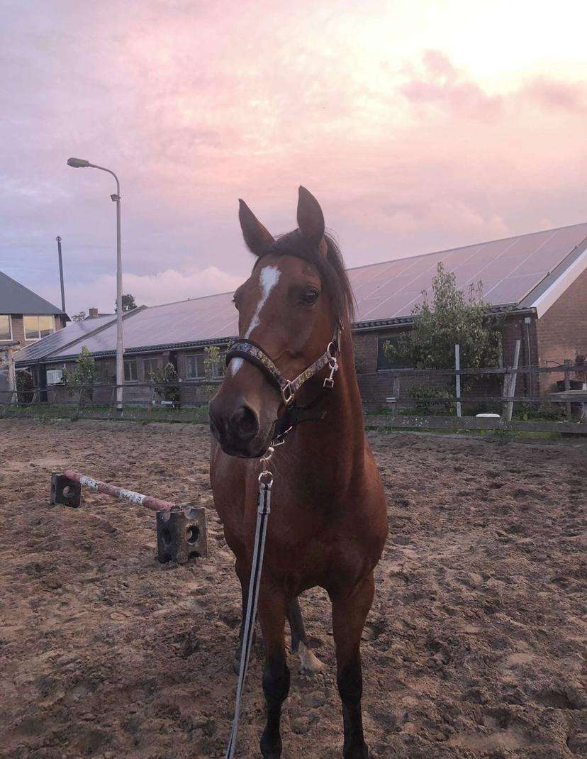 Horsify - PAARD TE LEASE MET MOGELIJKHEID TOT VERKOOP