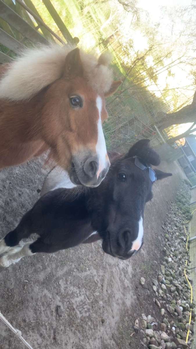 Horsify - 4 pony’s zoeken leuke verzorger