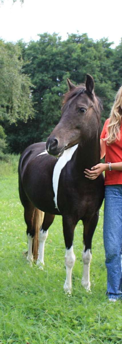 Horsify - Paige is een 14 jarige B pony van +-126cm.