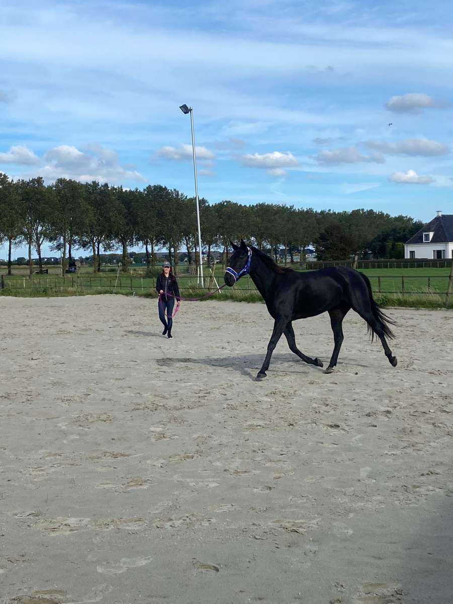 Horsify - Ervaren allround bijrijder